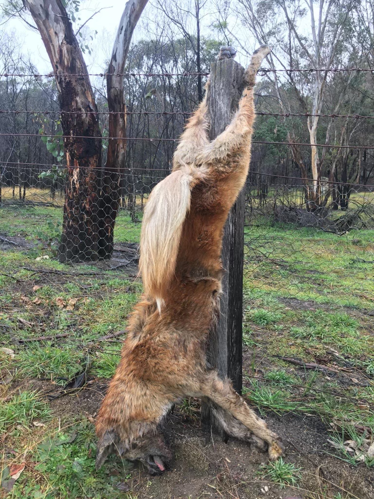Dingo ear jerky, DNA, doppelgangers: a picture of Oz's dingoes