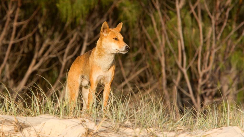 Tourist dollar takes precedence over lives of dingos on K'gari